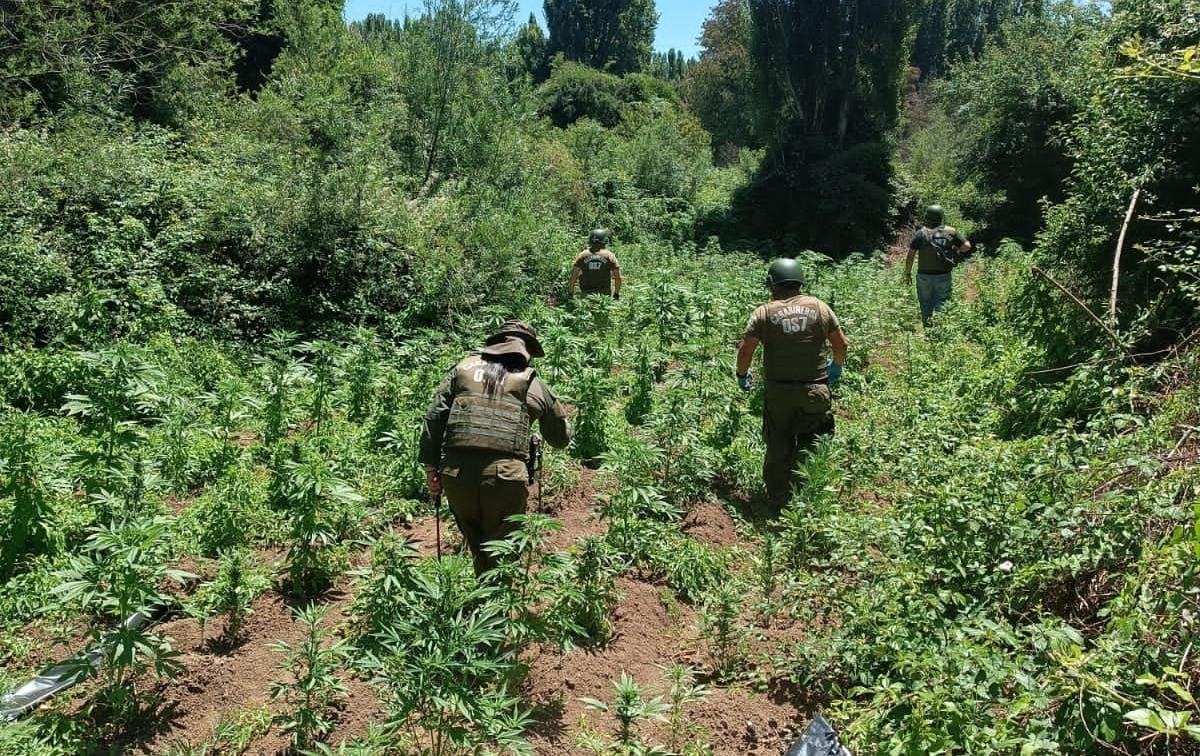 Carabineros del OS7 inició Plan Cannabis 2022-2023 con hallazgo de 2 ...